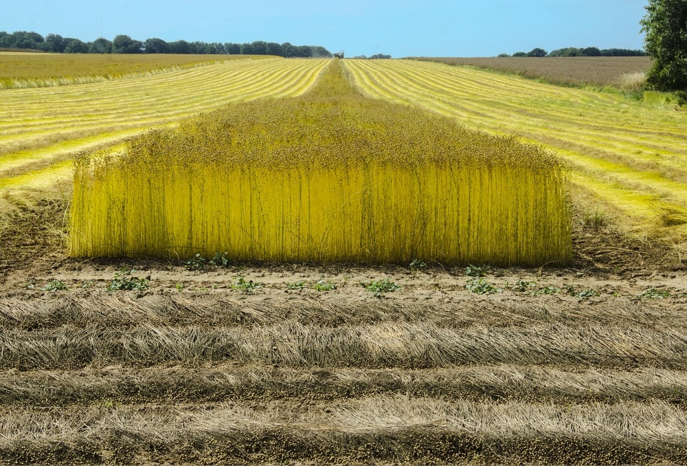 Les pouvoirs extraordinaires de la fibre de lin